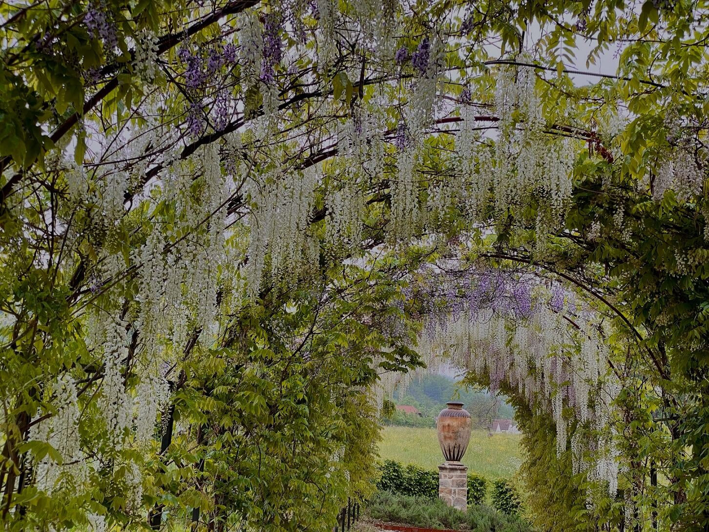 Bolta de glicine – Savarsin